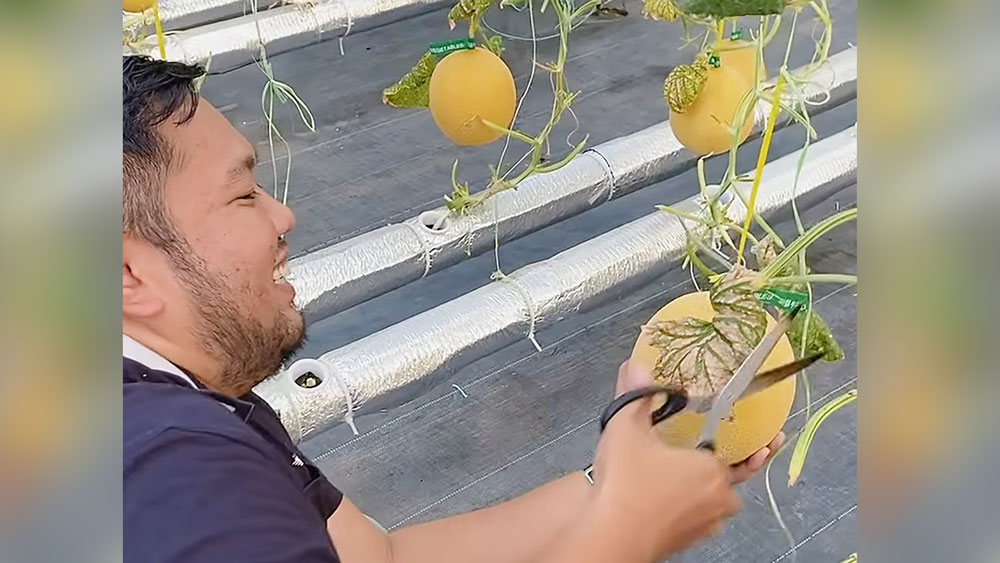 The Zafarm Palembang: Wisata Edukatif dan Sentra Buah Melon Segar ...