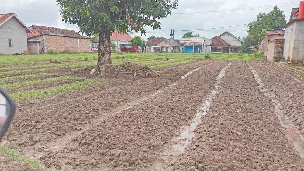 Pekarangan Jadi Kebun Bayam, 20 Hari Sekali Panen, Tambah Penghasilan ...