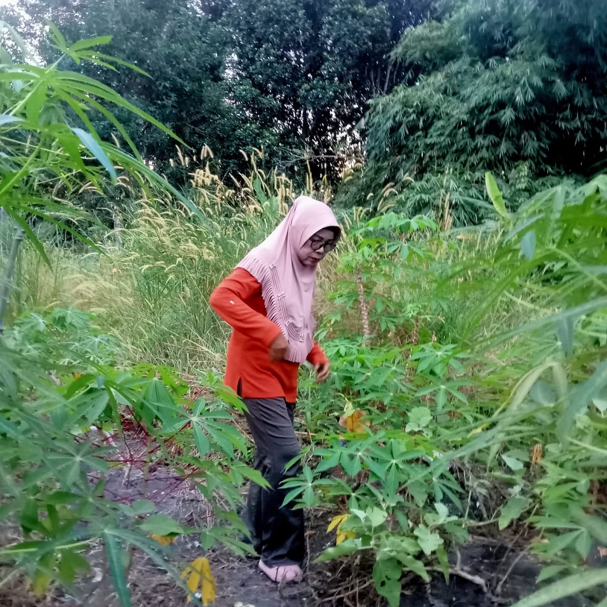 Warga Tanjung Rancing Sulap Lahan Kosong Jadi Kebun Subur. Ubi Kayu Tangguh di Tengah Terong ...