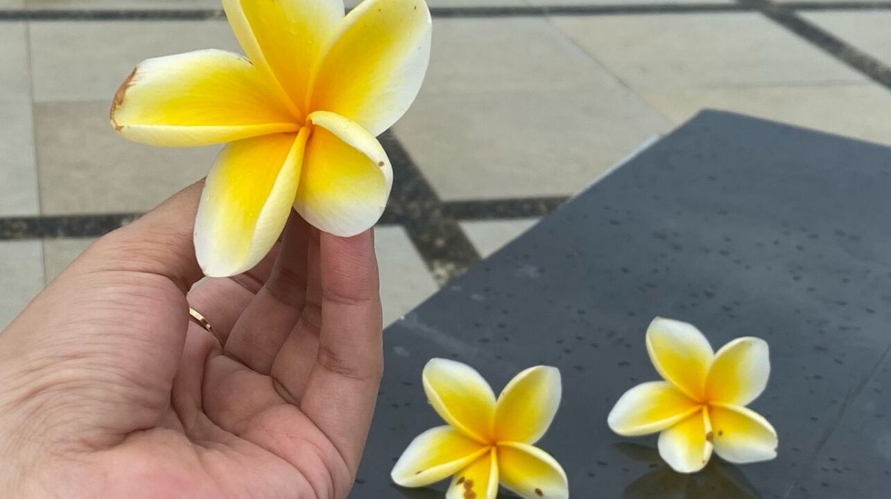 Bunga Kamboja Kuning Simbol Keindahan dan Makna Spiritual yang Dalam ...