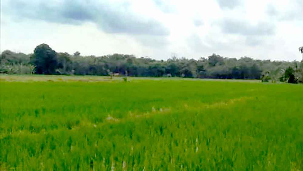 TP PKK Desa Puluh Beruang Ubah Lahan Kosong Jadi Kebun Herbal dan Buah ...