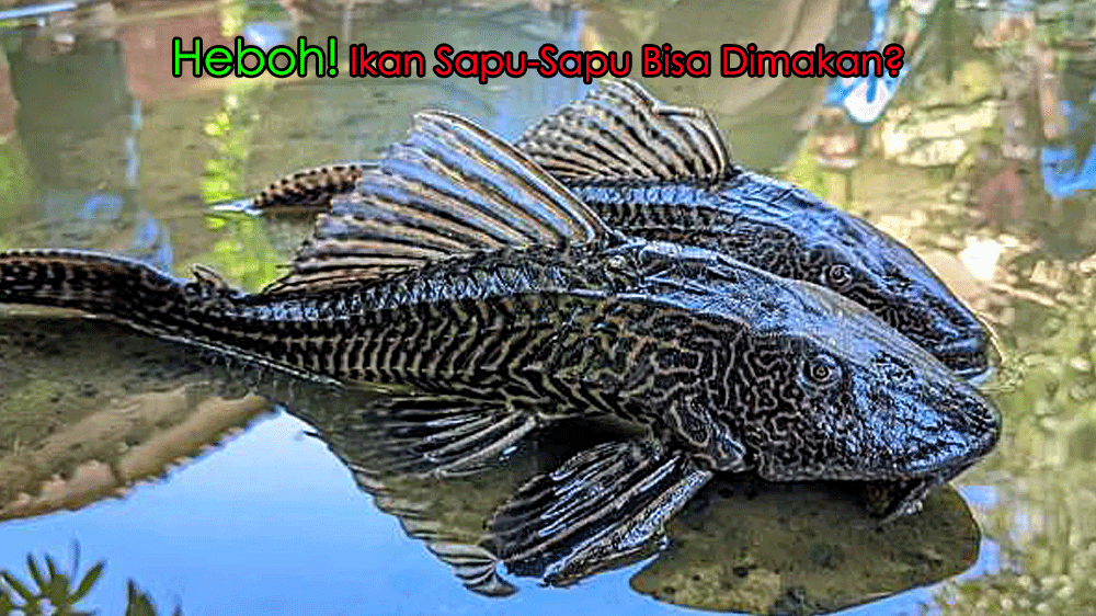 Heboh! Ikan Sapu-Sapu Bisa Dimakan? Ini Fakta Bahaya dan Risikonya