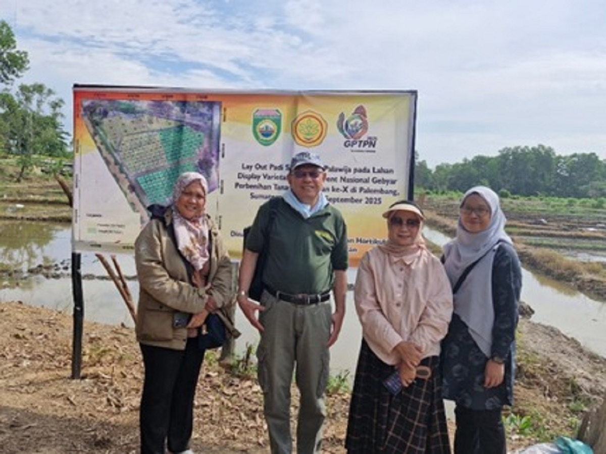 Inovasi Padi Rawa dari Unsri, Solusi Dual Toleran untuk Ketahanan ...