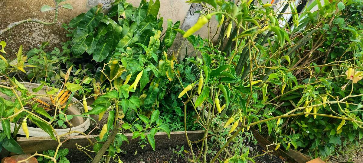 Cara Menanam Cabai agar Subur dan Berbuah Lebat, Simak Panduan Lengkapnya