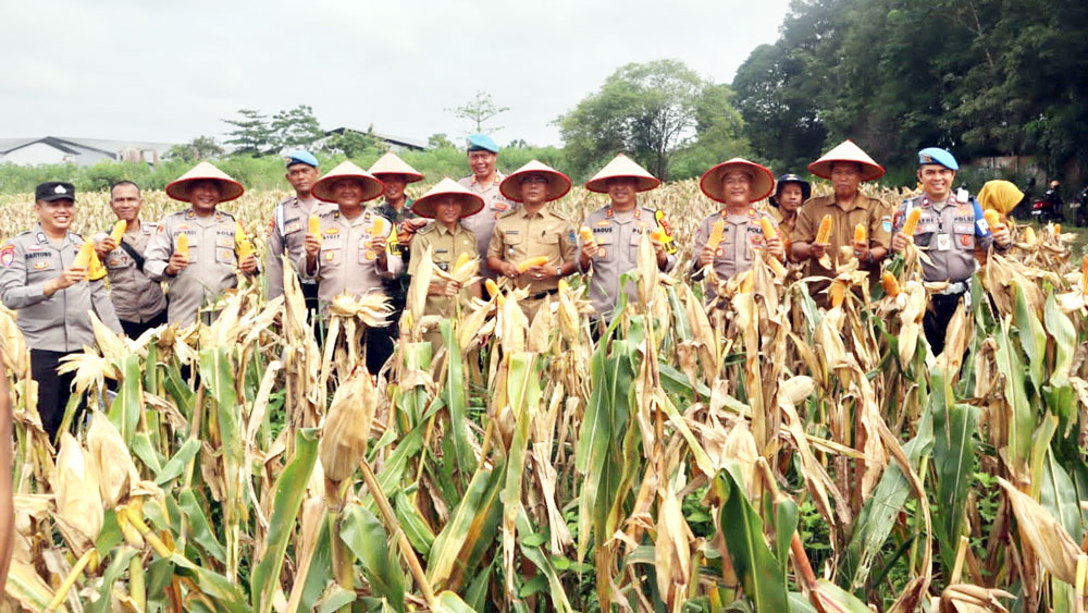 Usia 100 hari, Panen Raya Jagung Bersama