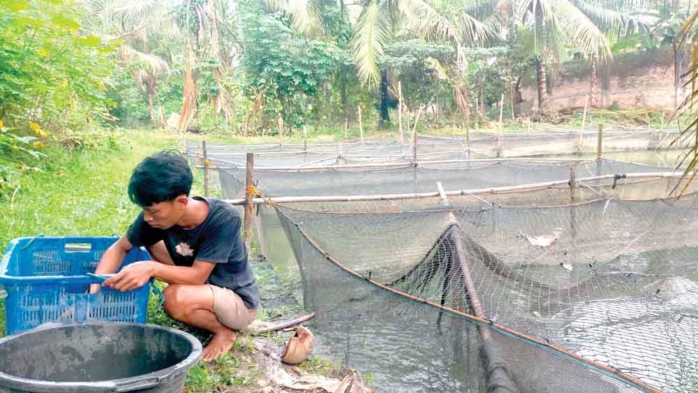 Budidaya Lele di Pekarangan Rumah Tambah Pendapatan, Contoh Anak Muda ...