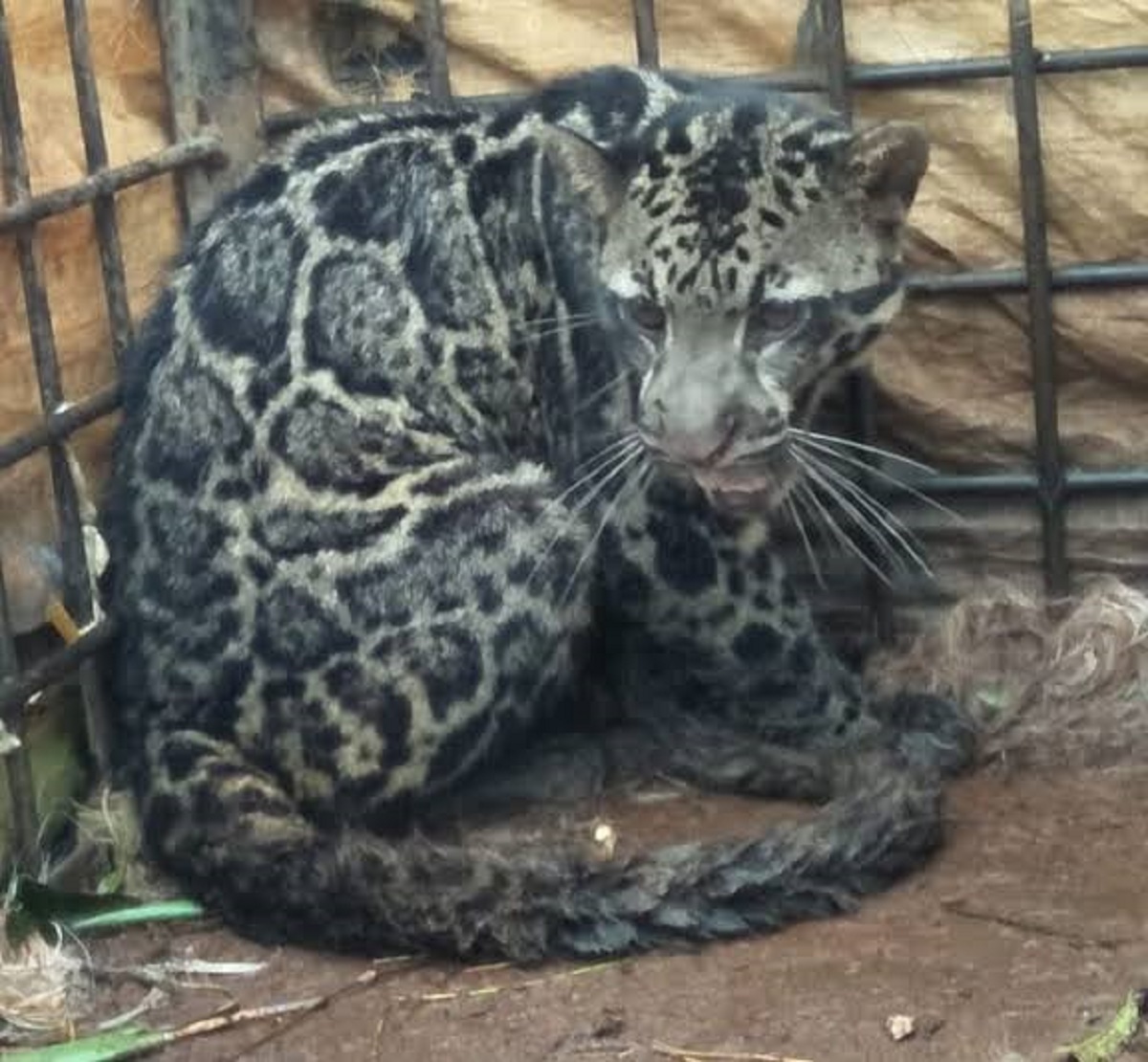 Heboh! Diduga Macan Dahan Masuk Gudang Warga di Baturaja, Tim ...