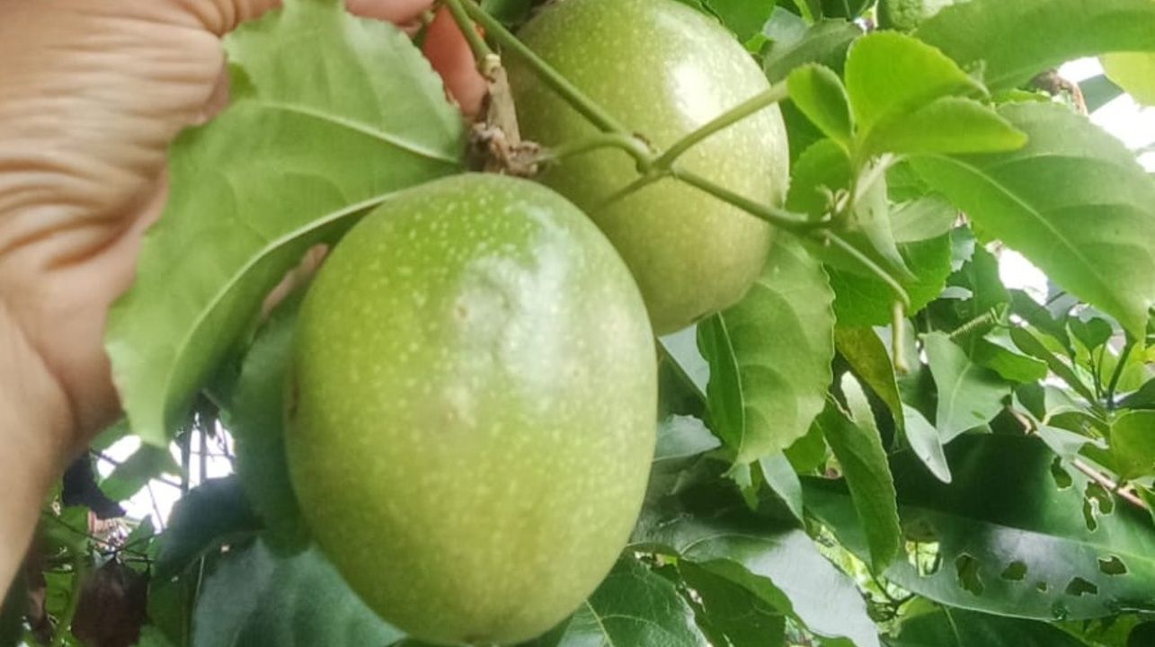 Buah Markisa Bukan Sekadar Lezat, Ini Manfaat Hebatnya untuk Pencernaan ...