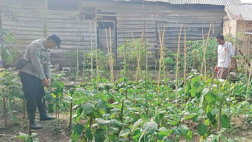 Manfaatkan Lahan Kosong Tanam Sayur Mayur, Kurangi Pengeluaran Rumah Tangga