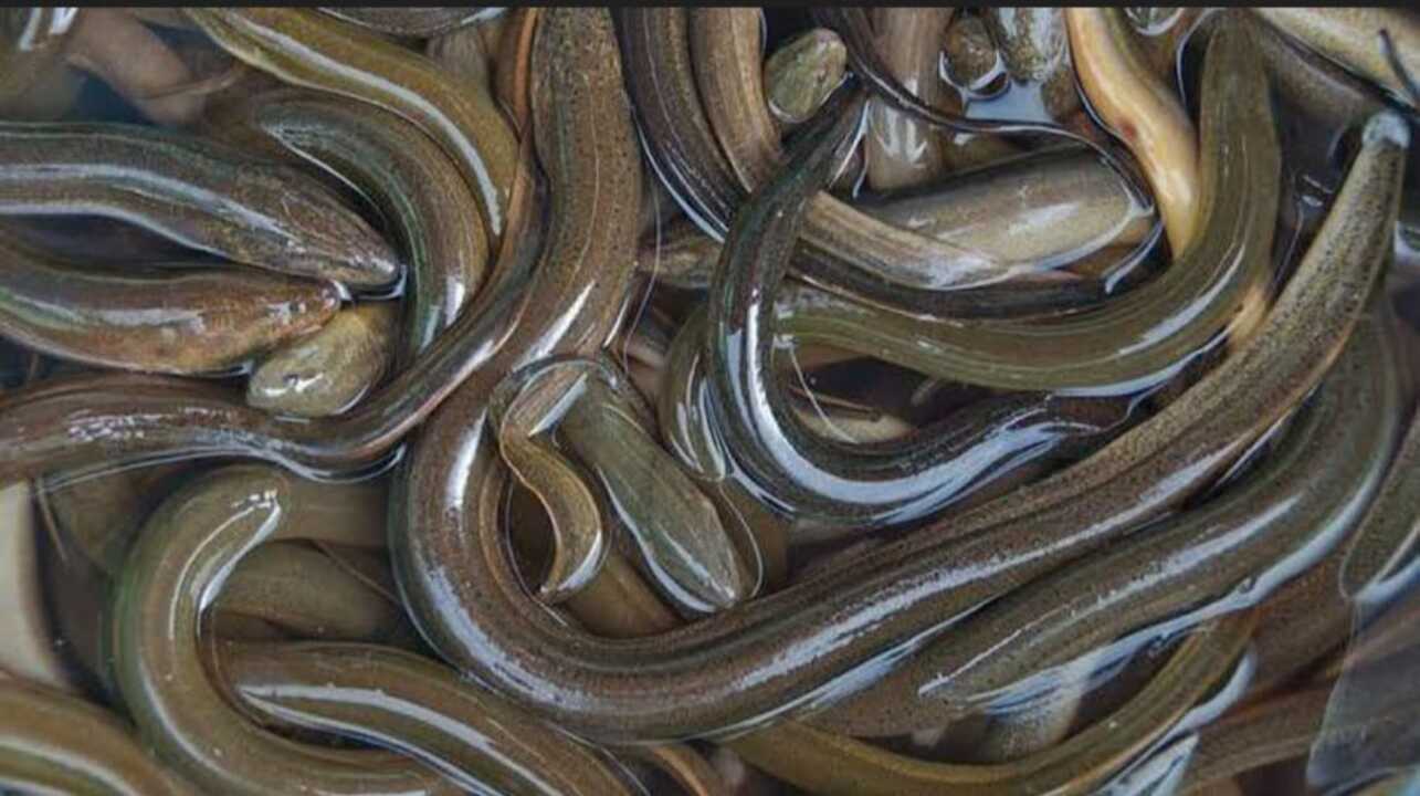 Jangan Jijik Sama Ikan Belut, Panjang dan Geli Tapi Kaya Kolagen dan ...