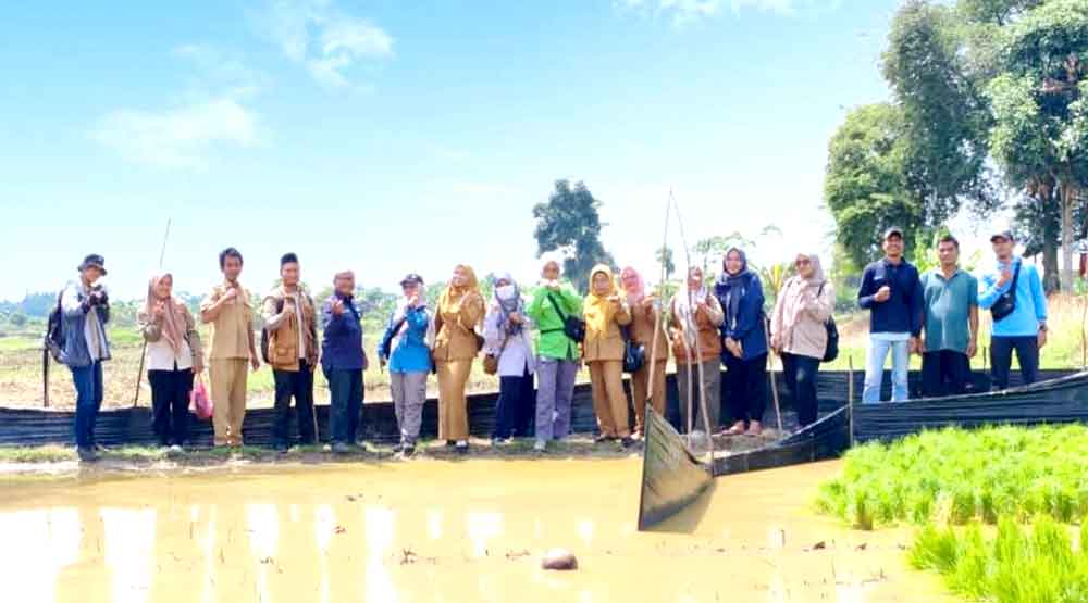 Petani Indralaya Gunakan Bumbung Bambu untuk Kendalikan Hama Penggerek ...